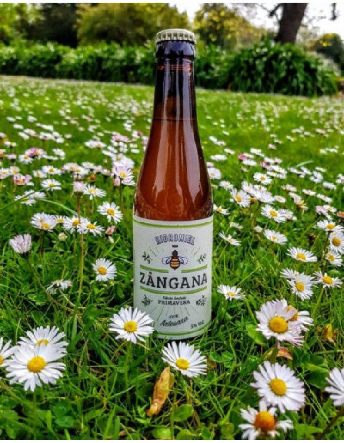 Pack 24 botellas Hidromiel Zángana Primavera - Market Sostenibles